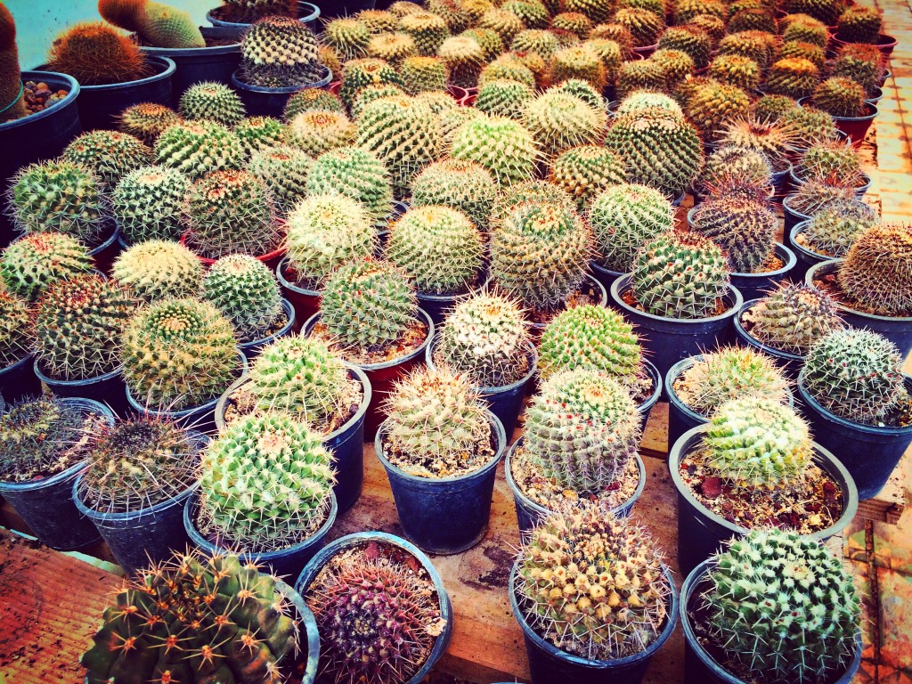 Cactus – cacti /ˈkaktʌɪ/ or cactuses – GLAZZA
